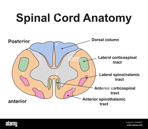 Lateral Corticospinal Tract Diagram