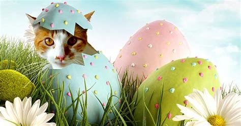 Fred Is Eggceptional Imgur