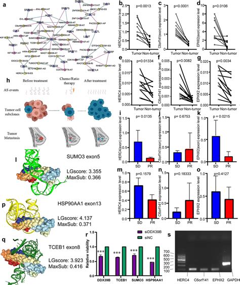 A The Regulatory Network Of Shear Factors Sfs And Alternative