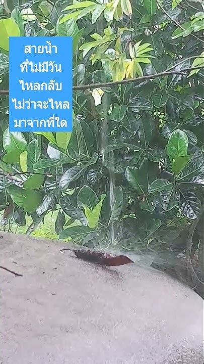 คิดถึงกันบ้างไหม ในวันที่ฝนพรำ Live Youtube