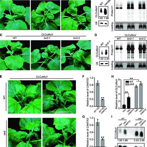 Pdf A Calmodulin Binding Transcription Factor Links Calcium Signaling To Antiviral Rnai