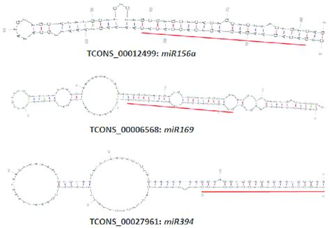 Representative Potential Mirna Precursor Sequences In Differentially
