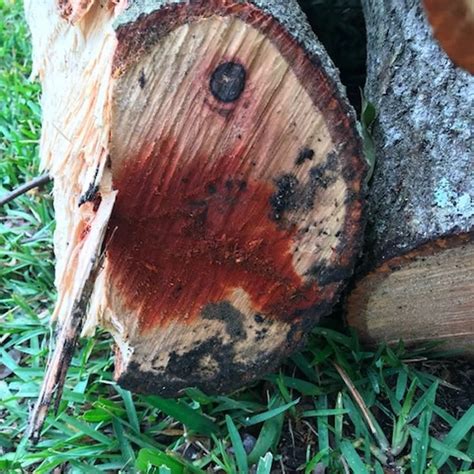 Stunning Red Heartwood In Various Tree Species