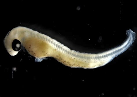 Larval Fish Caught In Ichthyoplankton Tow