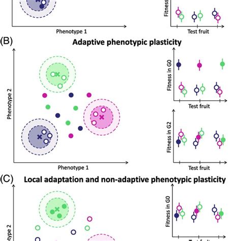 Theoretical Predictions For A Local Adaptation B Adaptive Download Scientific Diagram