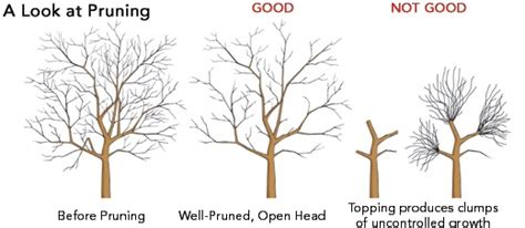 Why Proper Pruning Is Important