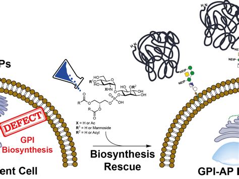Gpi Anchored Proteins Archives Icb Projektplattform