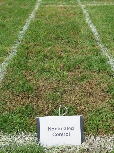 Summer 2017 Pythium Blight Turfgrass Diagnostic Lab