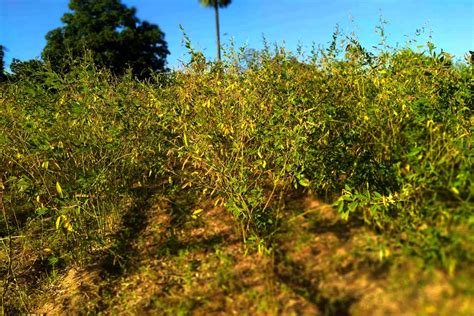 ရေနံချောင်းမြို့နယ်၌ အသစ်ပေါ်ထွက်သည့် ပဲစင်းငုံများ ဈေးကောင်းရ Myanmarnationalpost