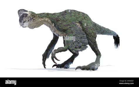 Velociraptor Vs Oviraptor