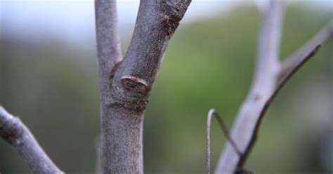 Shellbark Hickory Shelby Arboretum
