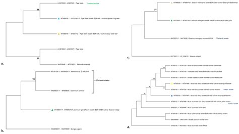 Neighborhood Joining Tree Inferred By The Concatenation Of Nuclear Its2