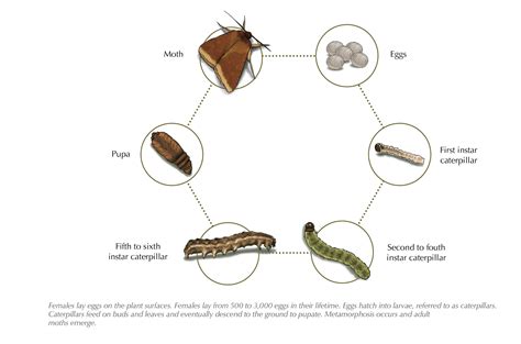 Asp Caterpillar Life Cycle