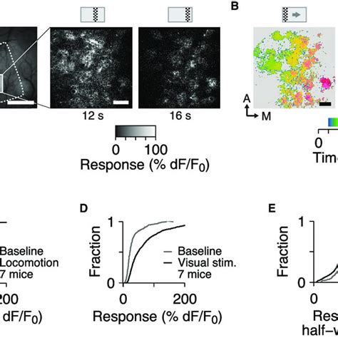 Distinct Ca Responses In Astrocytes Of The Mouse Visual Cortex Download Scientific Diagram
