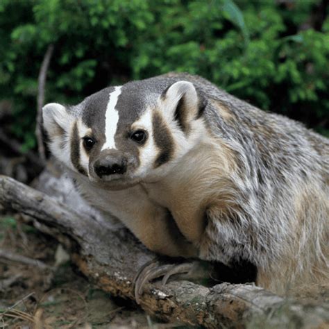 Badgers