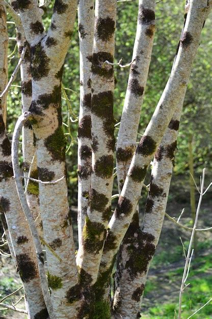 Tree Morphology Images Free Download On Freepik