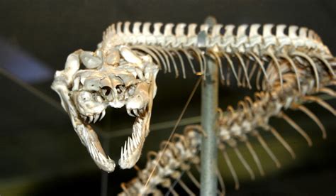 Istoria Evoluţiei Trebuie Rescrisă Savanţii Au Făcut O Descoperire