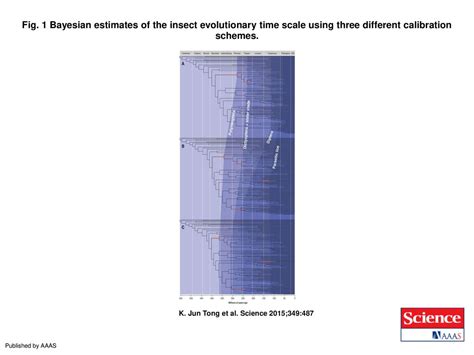 By K Jun Tong Sebastián Duchêne Simon Y W Ho And Nathan Lo Ppt