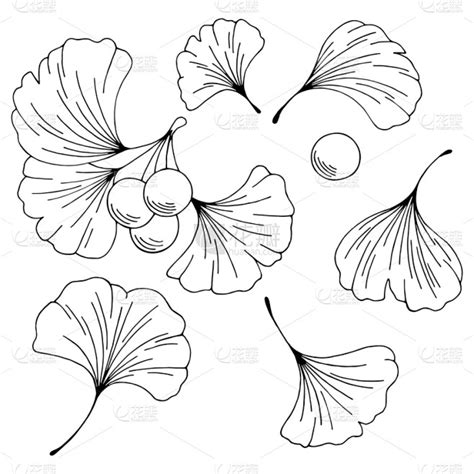 植物 绘画插图 白色 矢量 黑色 插画 分离着色 银杏 华丽的 一个物体