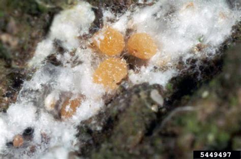 Cryptococcus Fagisuga Plant Parasites Of Europe