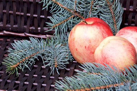 블루 스프루 스와 잘 익은 향기로운 사과의 지점입니다 에 대 한 고리 버들 세공 덩굴의 배경 가문비나무에 대한 스톡 사진 및 기타 이미지 Istock