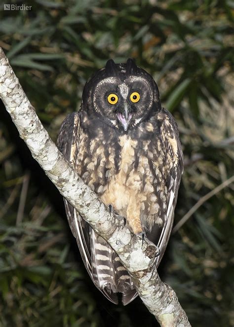 Photos Of Species Asio Stygius Birdier