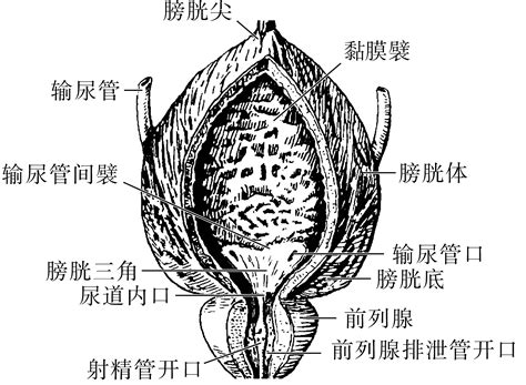 一、膀胱的形态和膀胱壁的构造 人体解剖学