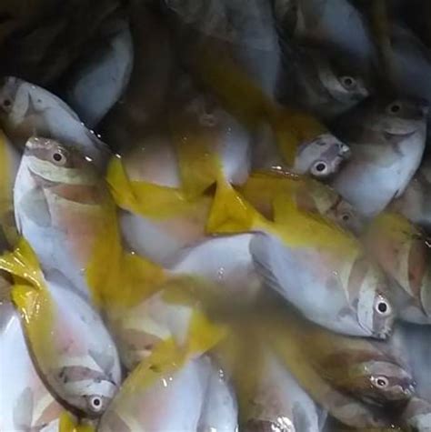 Dry And Frozen Danggit