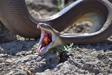 Momento En Que Serpiente Pitón Regurgita Una Presa Inimaginable