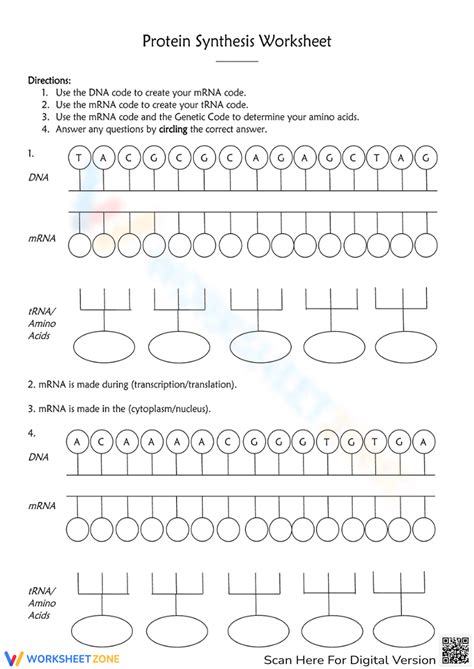 Protein Synthesis Labeling Worksheet At Eric Meza Blog