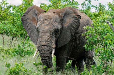 Elephant Pachyderm Kruger National Free Photo On Pixabay Pixabay