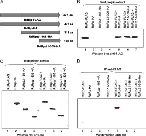 N Terminal Truncations Abolish Oligomerization Of The Rna Dependent Rna Download Scientific