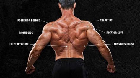 The Anatomy Of Your Back Muscles Explained And How To Train Them BarBend