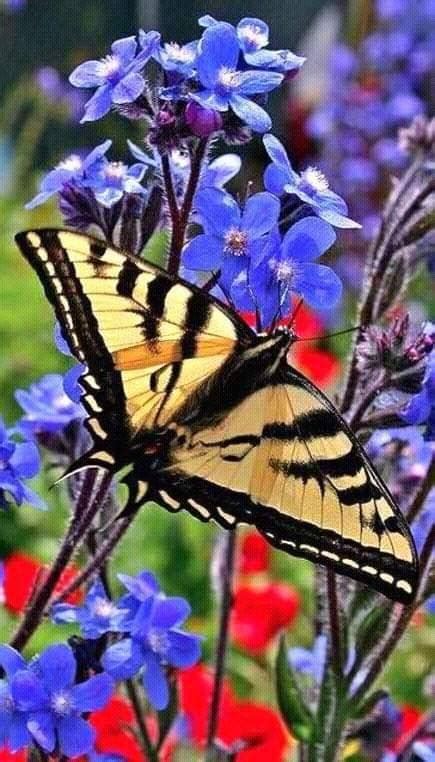 สวยงามม รูปภาพวิวธรรมชาติสวยๆ ดอกไม้ ทะเล สุดสวย น่าร้กๆ