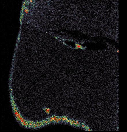 C Scan OCT Image Lateral Size Mm Sample 7 Defects Inside The Download Scientific Diagram