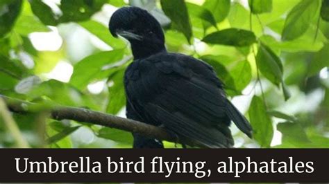 Umbrellabird Wikipedia