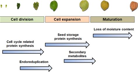 three stages of development seed