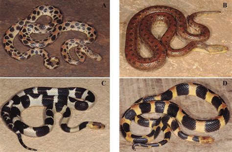 Cuban Snakes Of The Tropidophis Maculatus Species Group A T