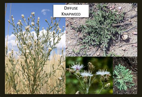New Noxious Weed Survey