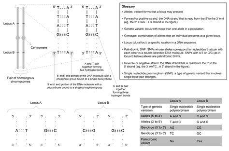 Palindromic Single Nucleotide Polymorphism Snp Mendelian Randomization Dictionary
