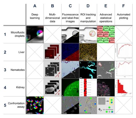 Examples Of Biological Applications And Hallmarks Of JIPipe The Rows