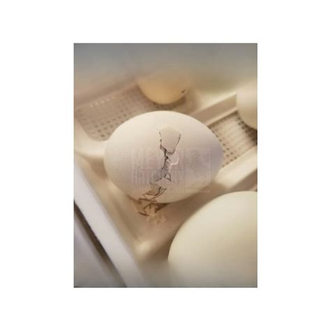 Tips For Incubating And Hatching Meyer Hatchery Blog