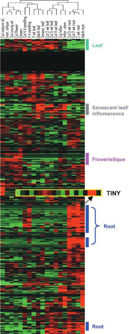 Expression Profiles For The Arabidopsis Transcription Factor Genes In Download Scientific