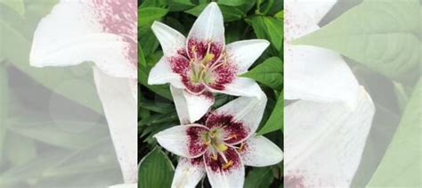 Луковицы лилии оптом купить в Москве Товары для дома и дачи Авито