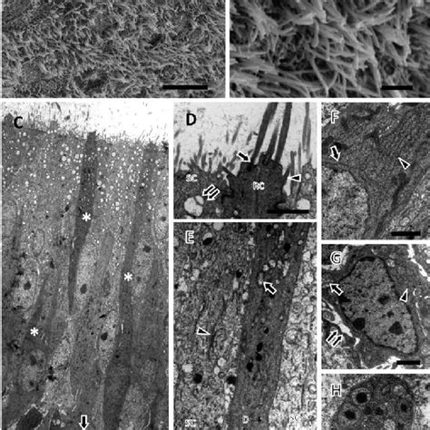 Lectin Binding Patterns In The Olfactory System Of The Japanese Jungle Crow Download Table