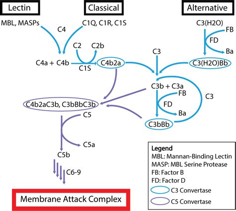 Reconstitution Of The Alternative Pathway Of The Complement System Enables Rapid Delineation Of