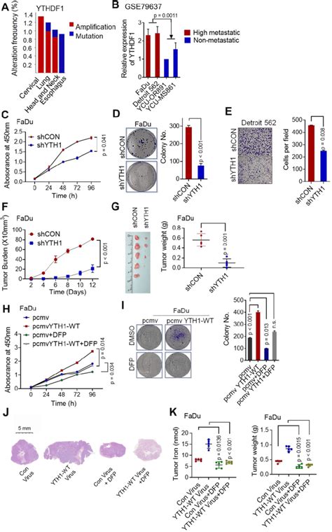 Ythdf1 Promotes Hpscc Cell Proliferation By Regulating Intracellular Download Scientific