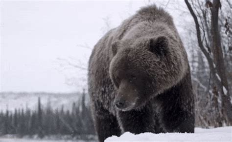We Heart It Kodiak Bear  Big Bear  Bear Roar 