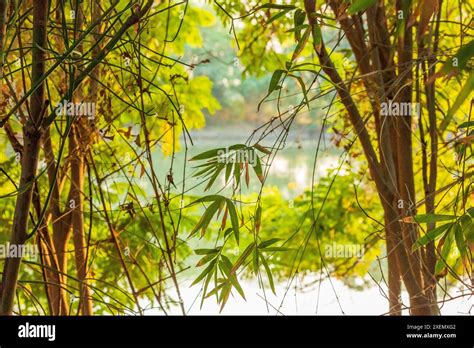 South India Morning Light By Lake Stock Photo Alamy