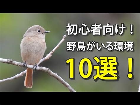 解説野鳥観察入門野鳥の生息環境10選見られる鳥 YouTube